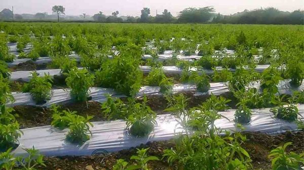 Mulching in Organic Farming: Boost Soil Health with Sheets