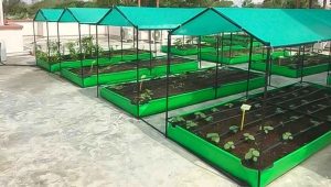 Rooftop Farming: Cultivating Healthy Cities from Above