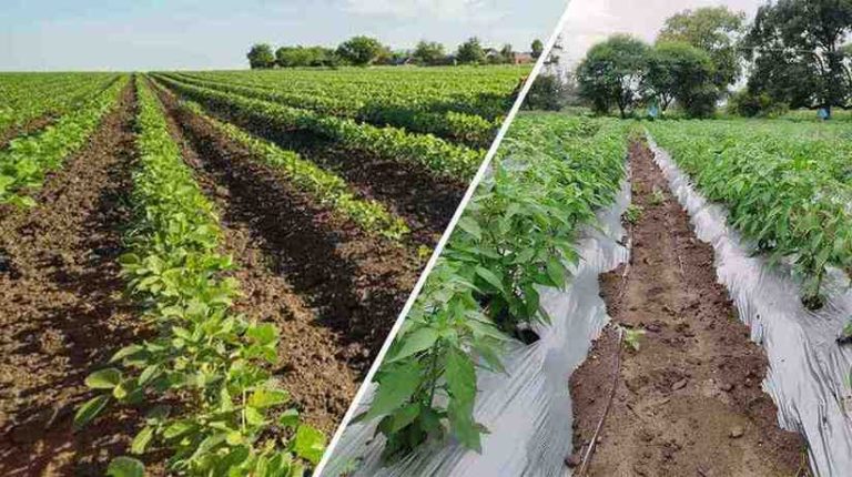 Difference Between Organic Farming and Sustainable Agriculture